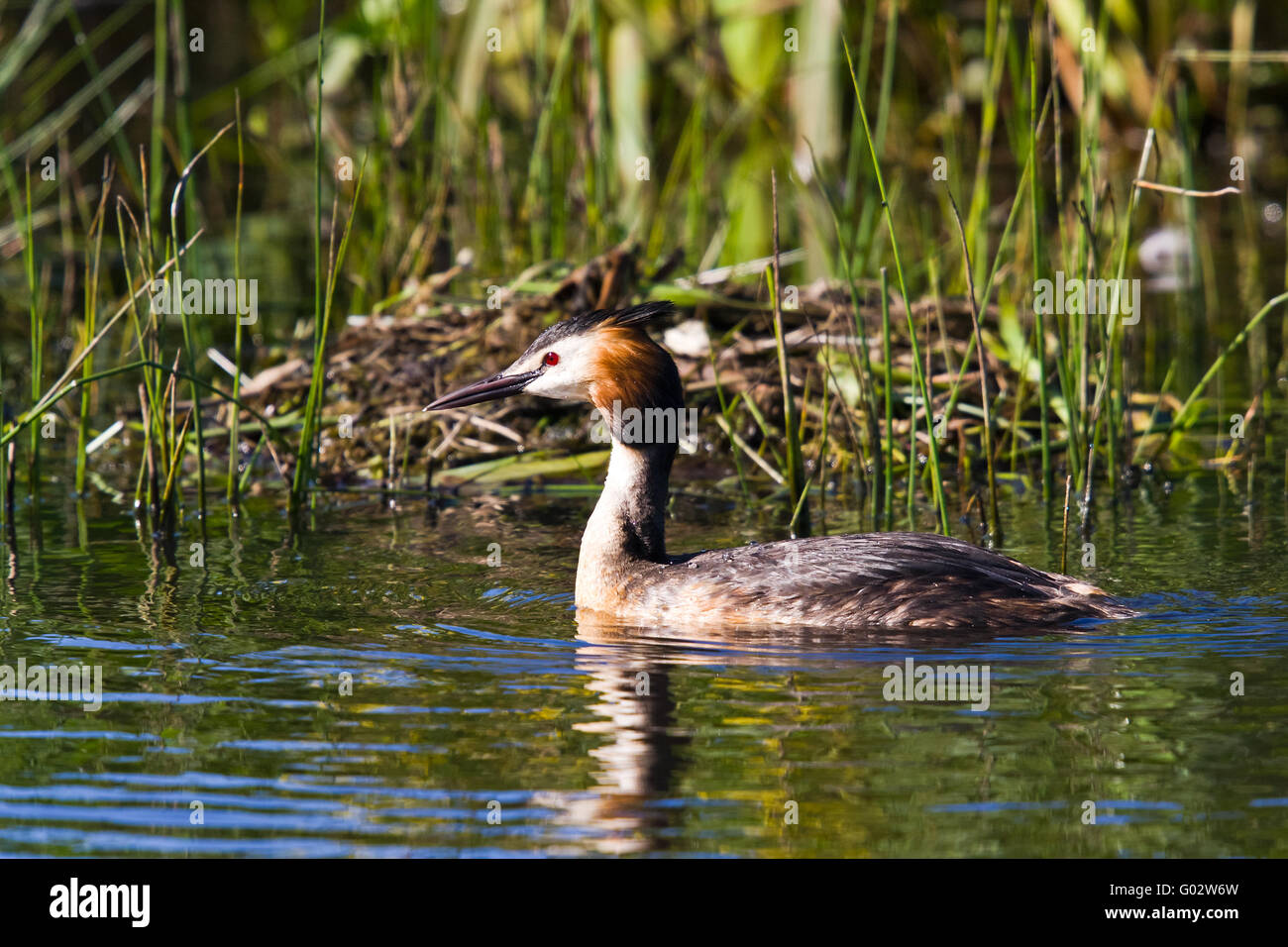 great crested grebe (podiceps cristatus Stock Photo - Alamy