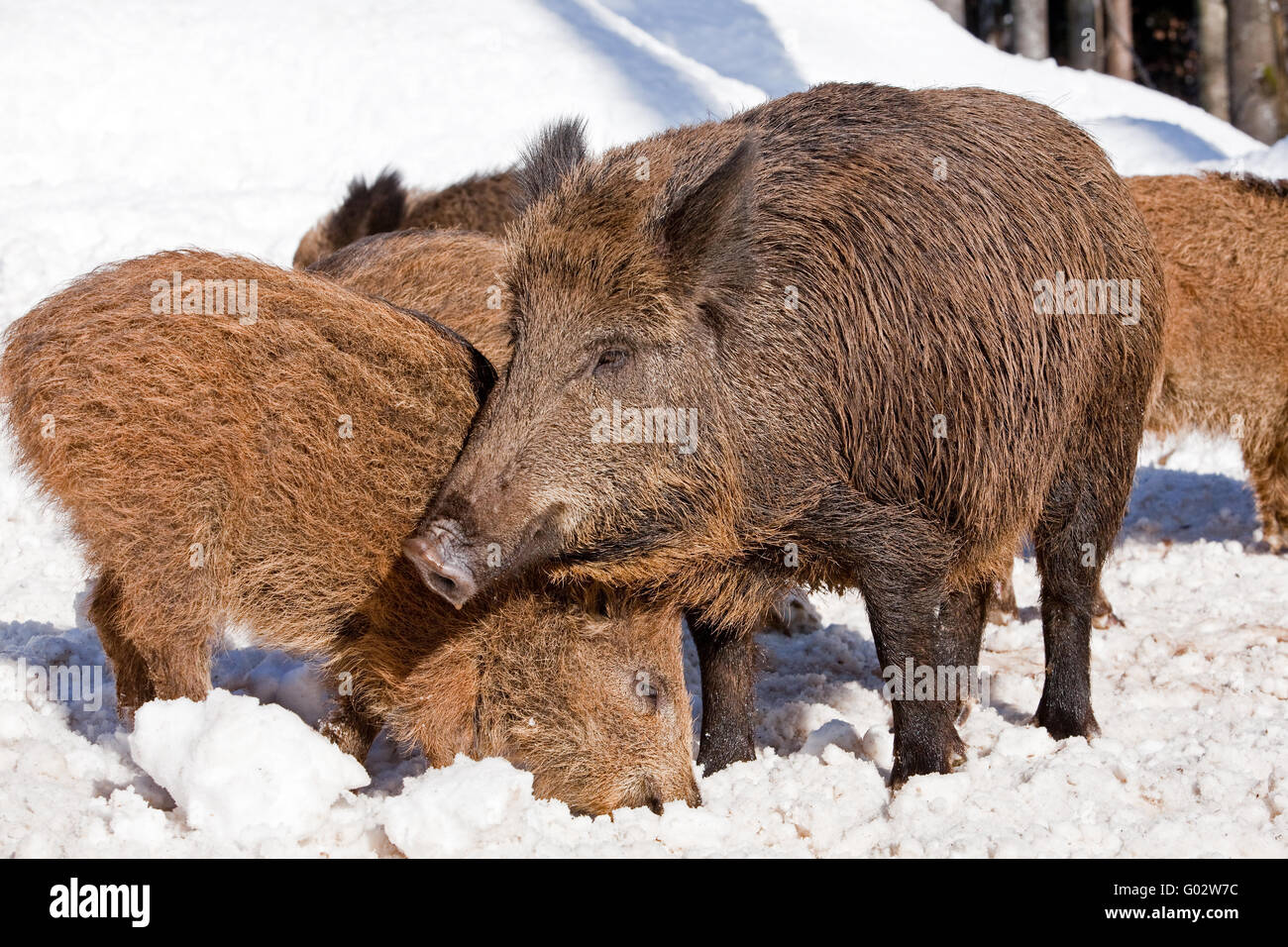 Wild boar in snow hi-res stock photography and images - Alamy