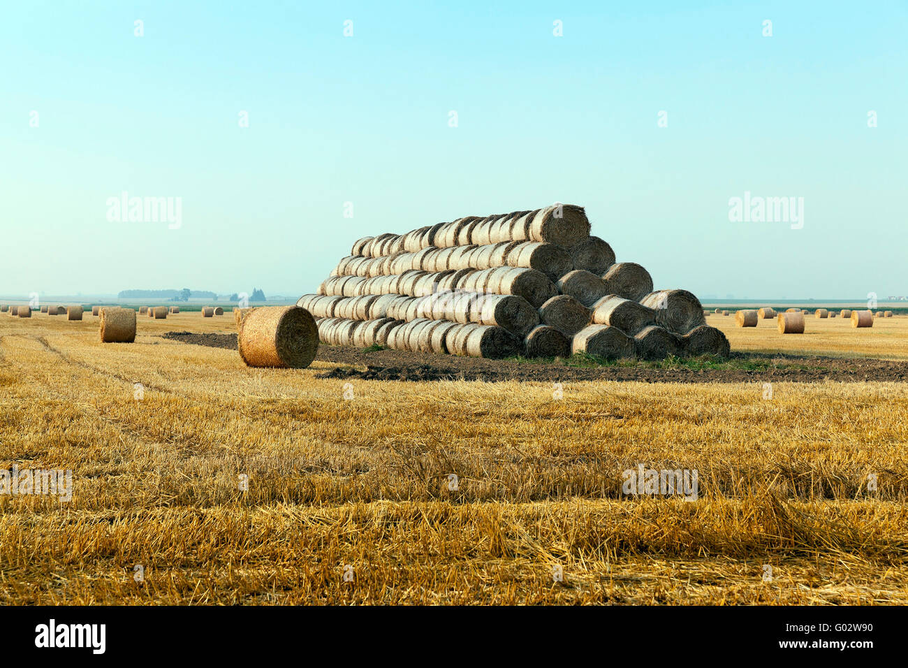 cereal farming field Stock Photo - Alamy