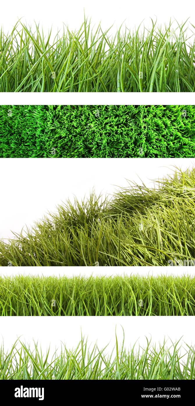 Assortment of different grass on white background Stock Photo - Alamy