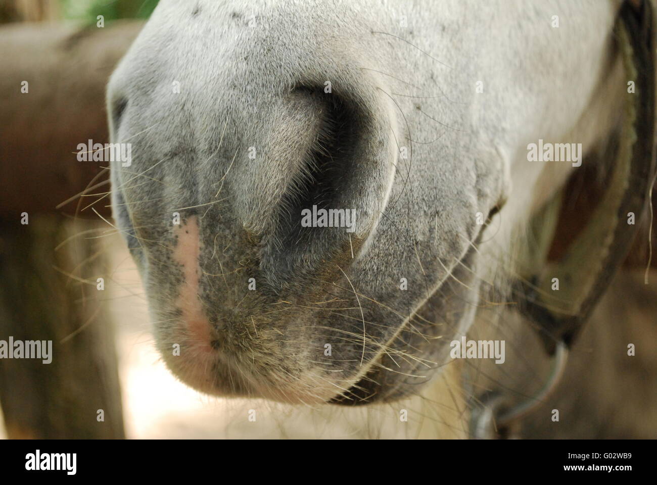 Close up of horse mouth hi-res stock photography and images - Alamy