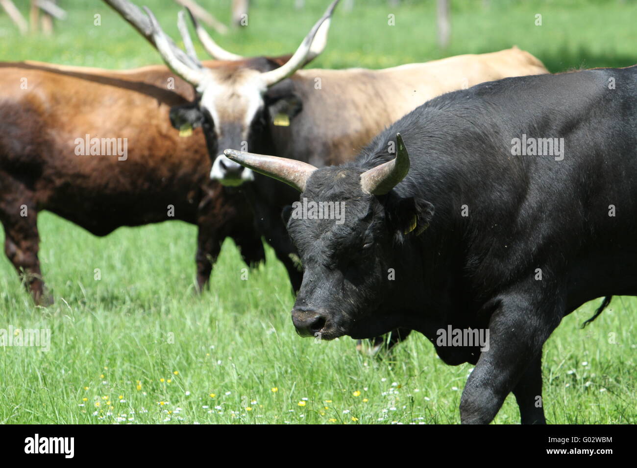 Aurochs head hi-res stock photography and images - Alamy