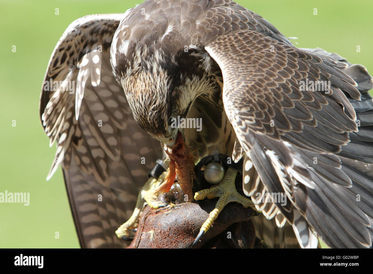 Birds of prey in food intake Stock Photo - Alamy