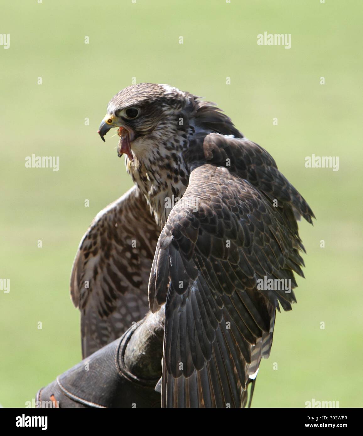 Birds of prey in food intake Stock Photo - Alamy