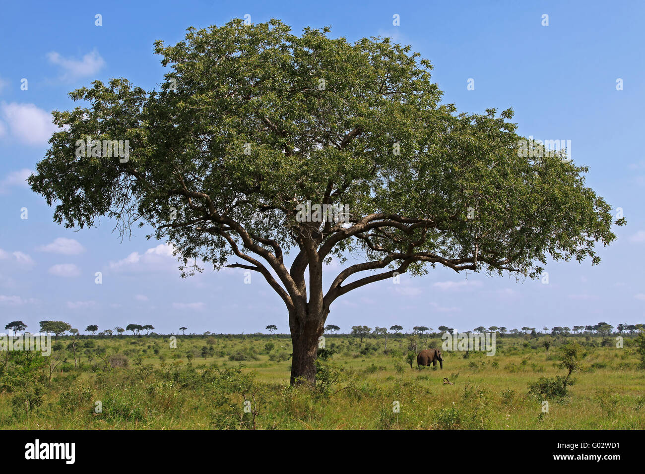 landscape at Kruger National Park South Africa Stock Photo - Alamy