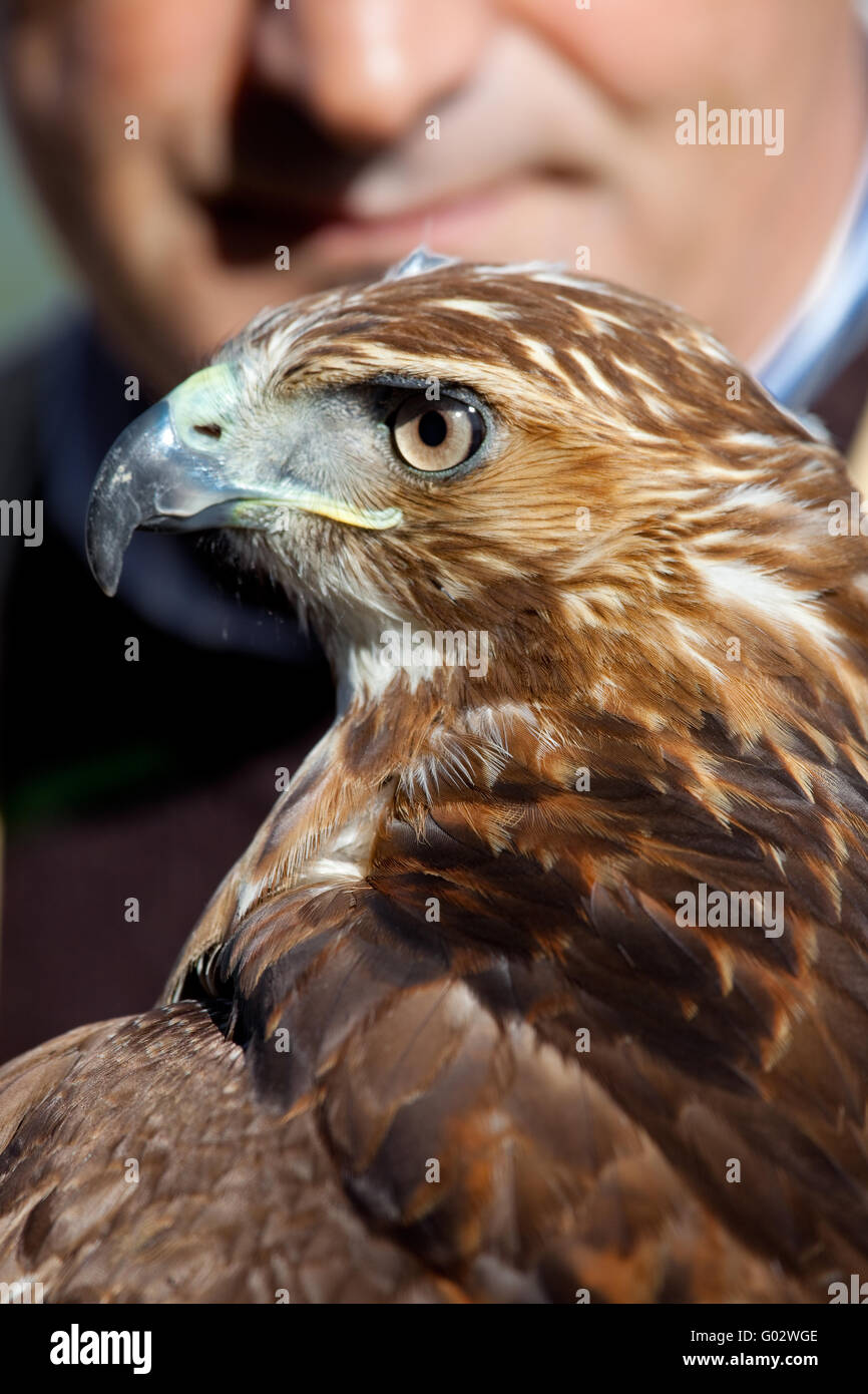 Red tail eagle hi-res stock photography and images - Alamy
