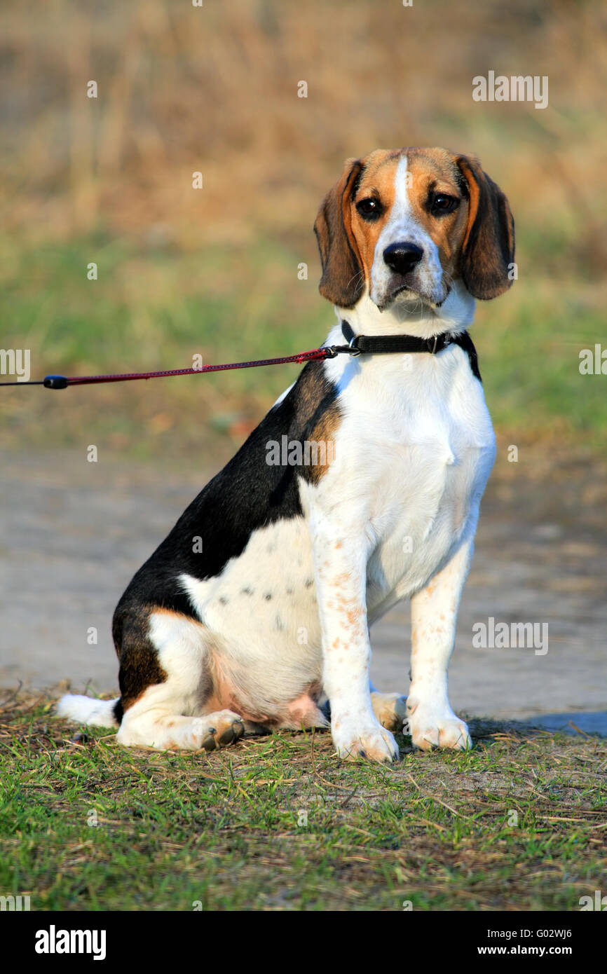 What Color Is My Beagle
