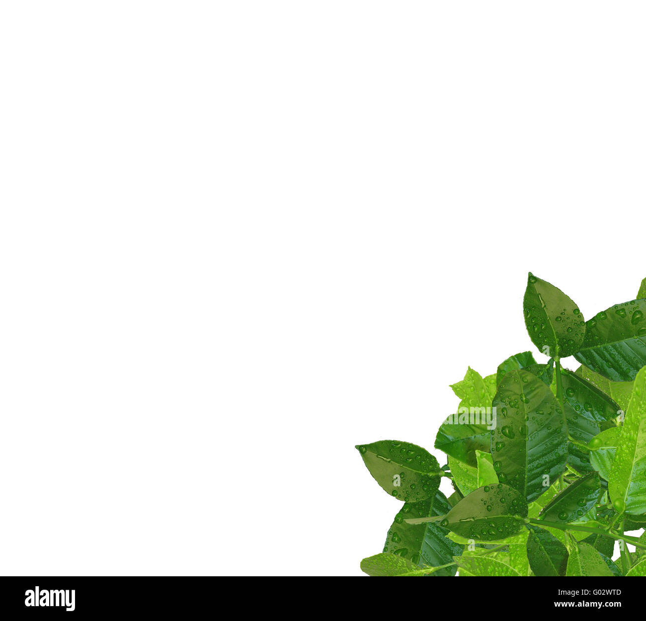 green corner frame - similar images available Stock Photo - Alamy