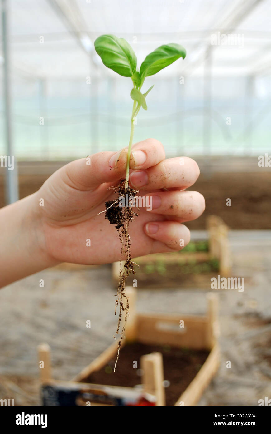 small sprout in the hand Stock Photo - Alamy