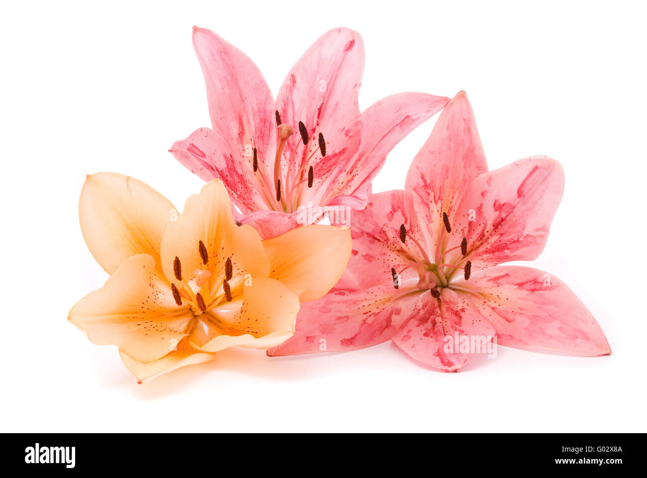 Lily pattern hi-res stock photography and images - Alamy