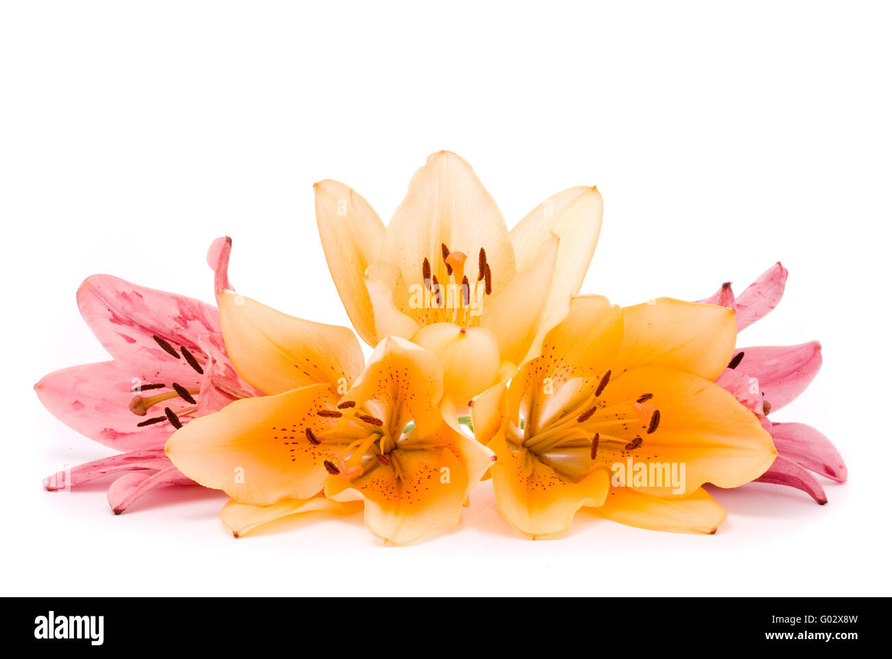 Pink yellow green Cut Out Stock Images & Pictures - Alamy