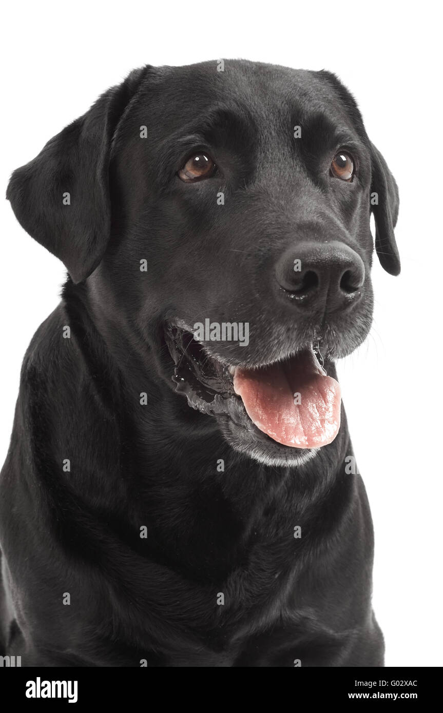 close-up Black Retriever Labrador Dog isolated Stock Photo - Alamy