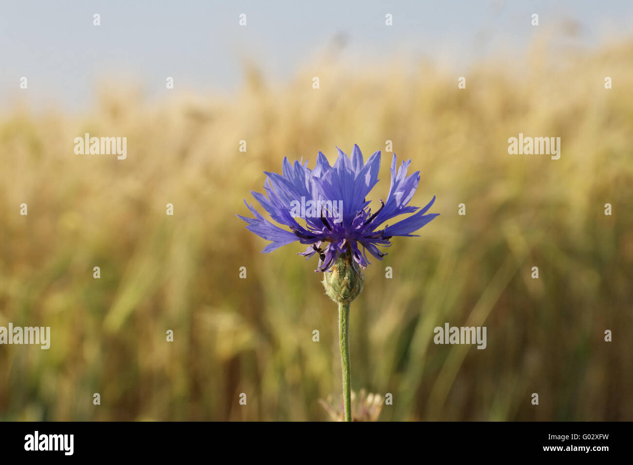 Cornflower seed hi-res stock photography and images - Alamy
