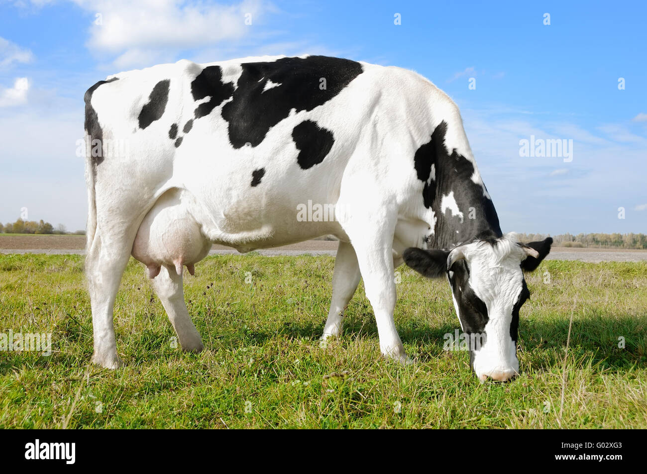 White black milch cow on green grass pasture Stock Photo - Alamy