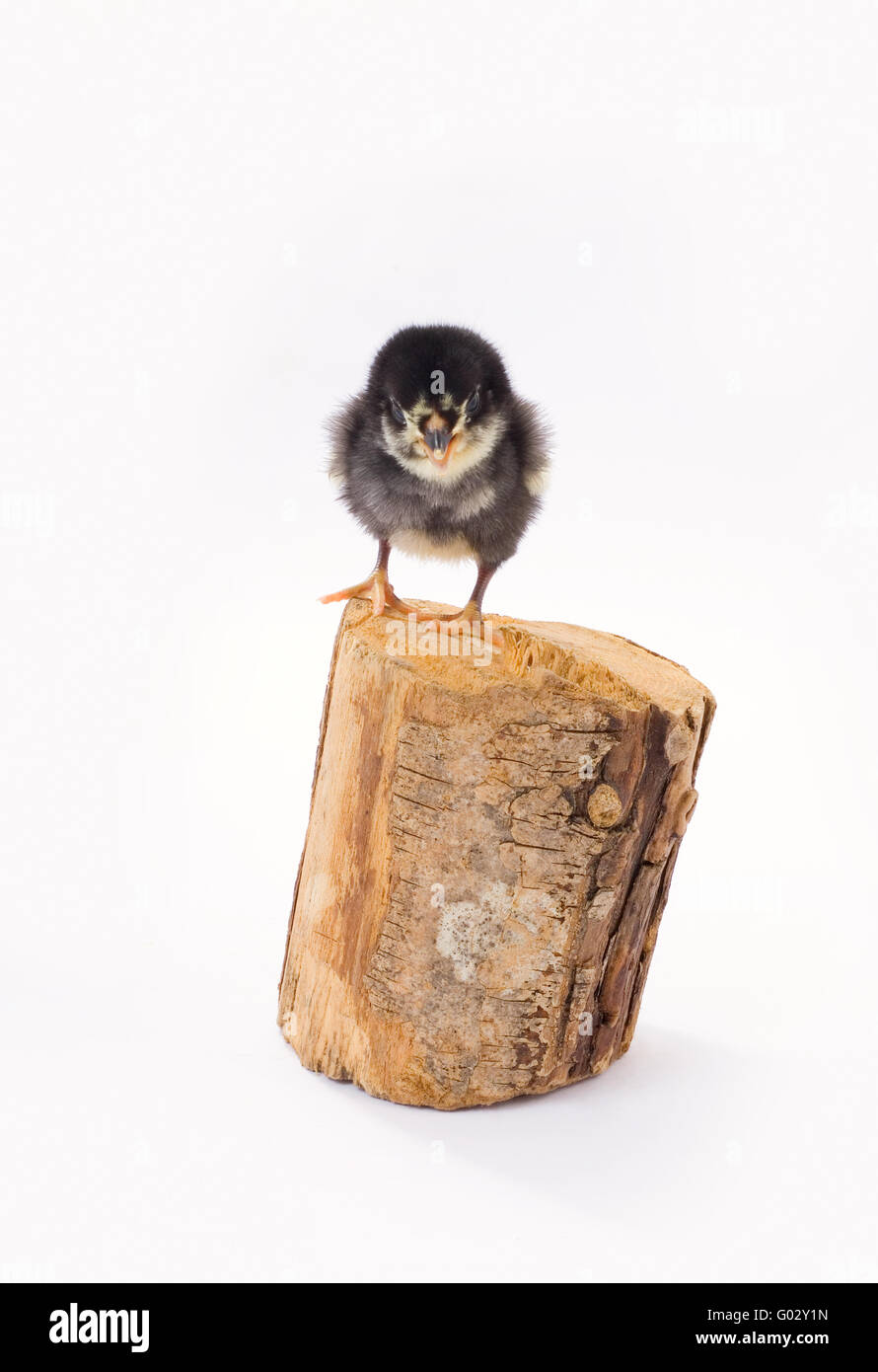 Chicken wing claw hi-res stock photography and images - Alamy