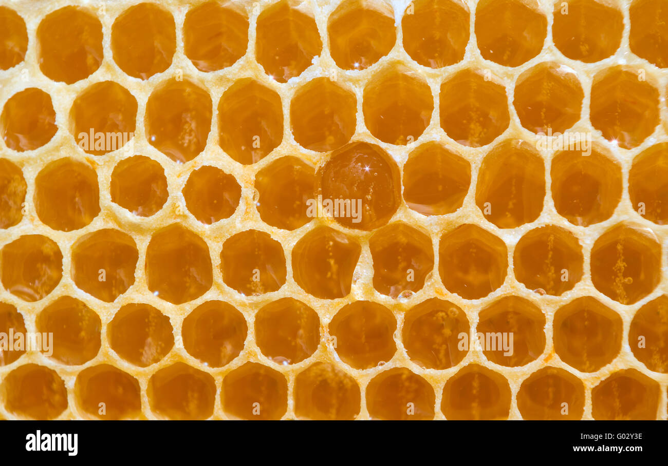 One honeycomb with drop of honey Stock Photo - Alamy