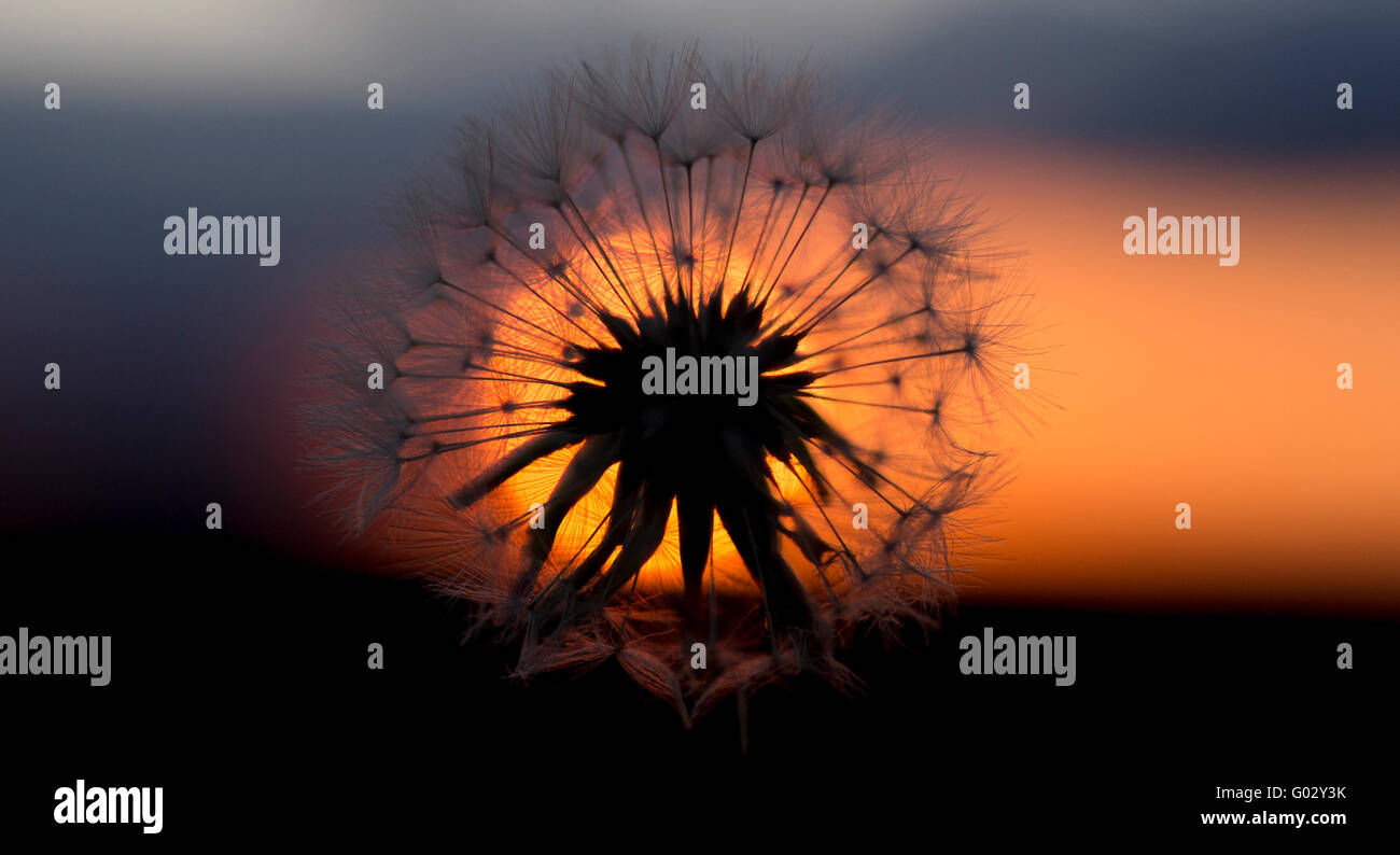 Dandelion sunset hi-res stock photography and images - Alamy