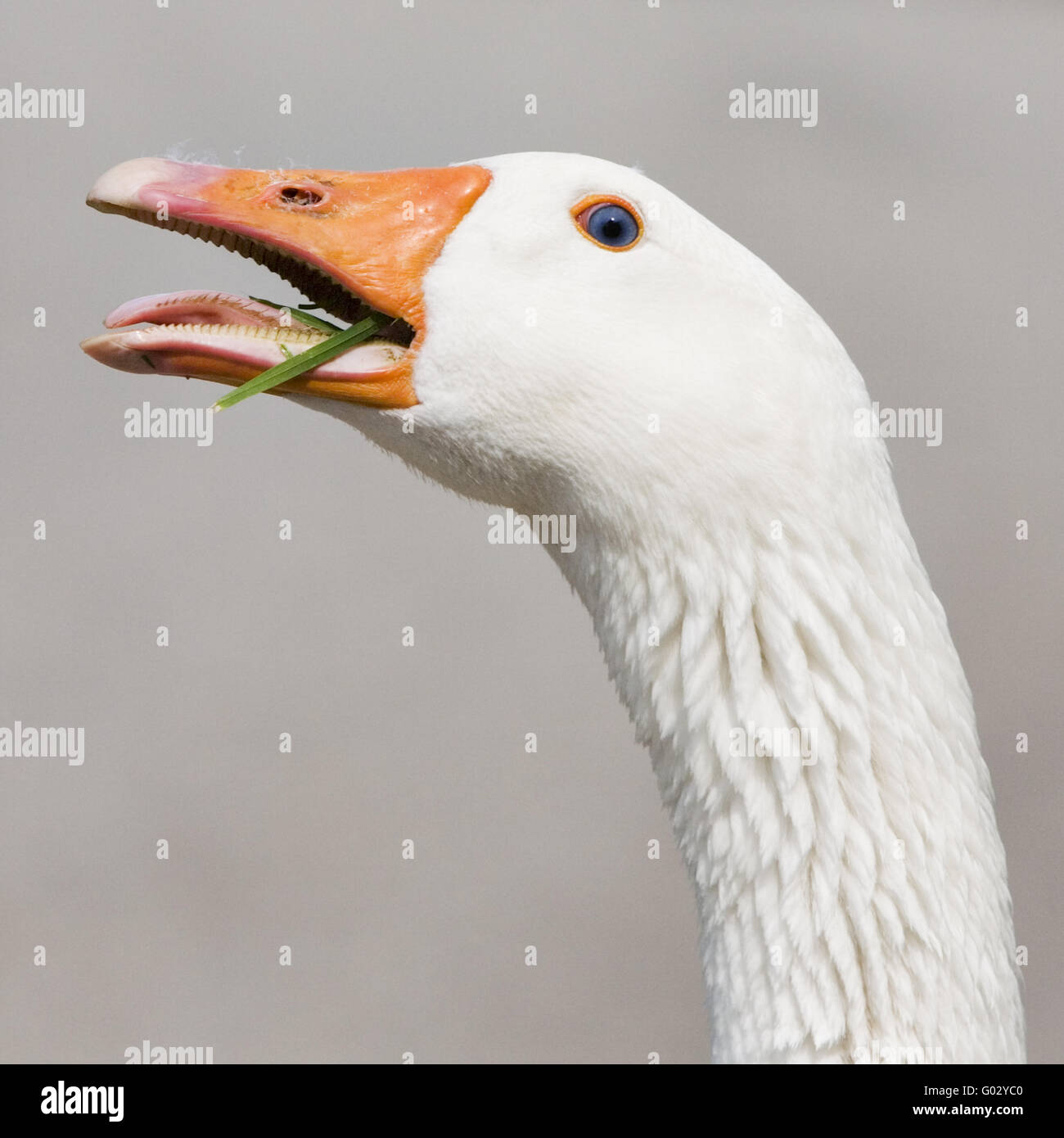 Useful animals hi-res stock photography and images - Alamy