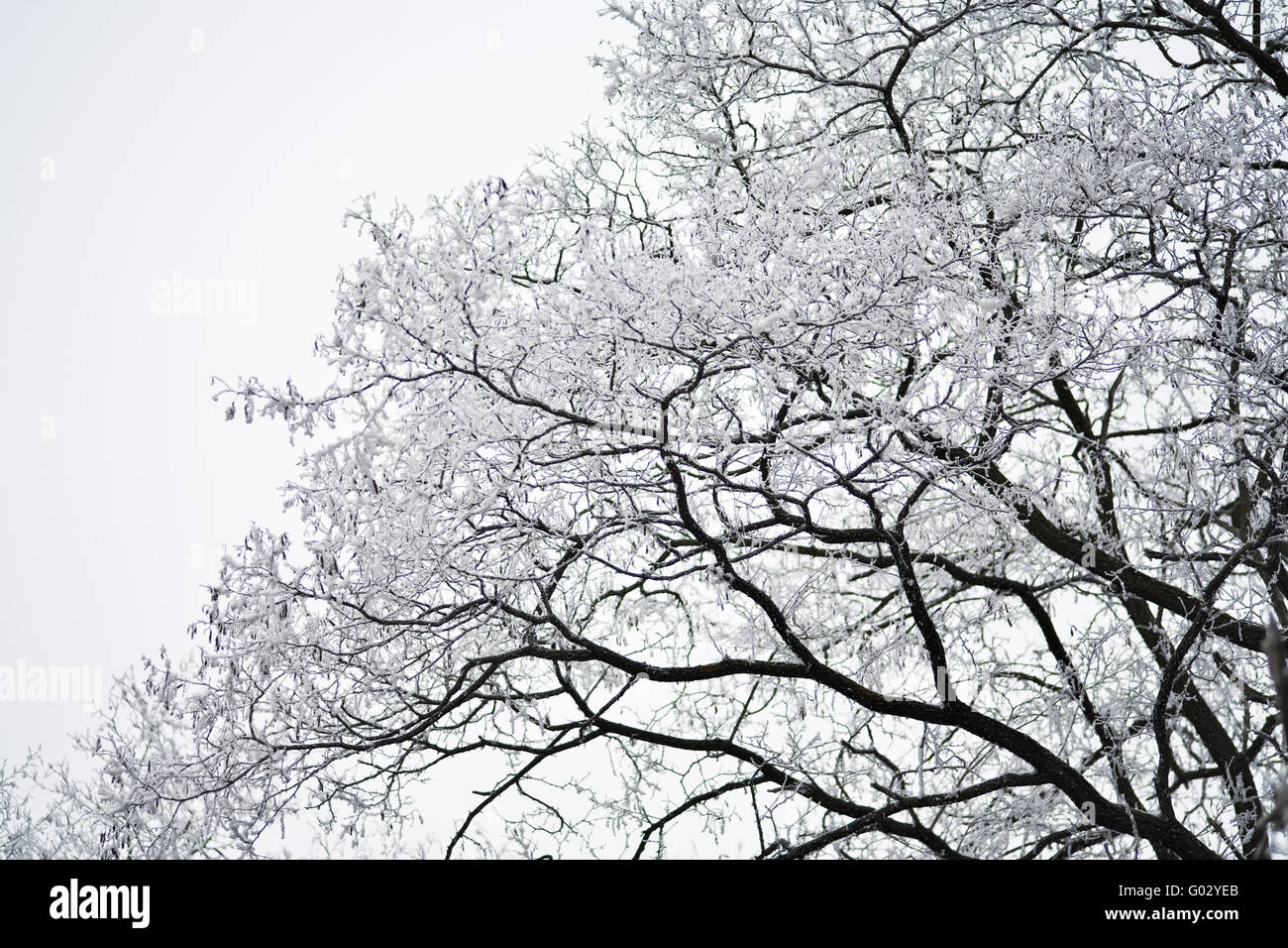 tree with rime Stock Photo - Alamy