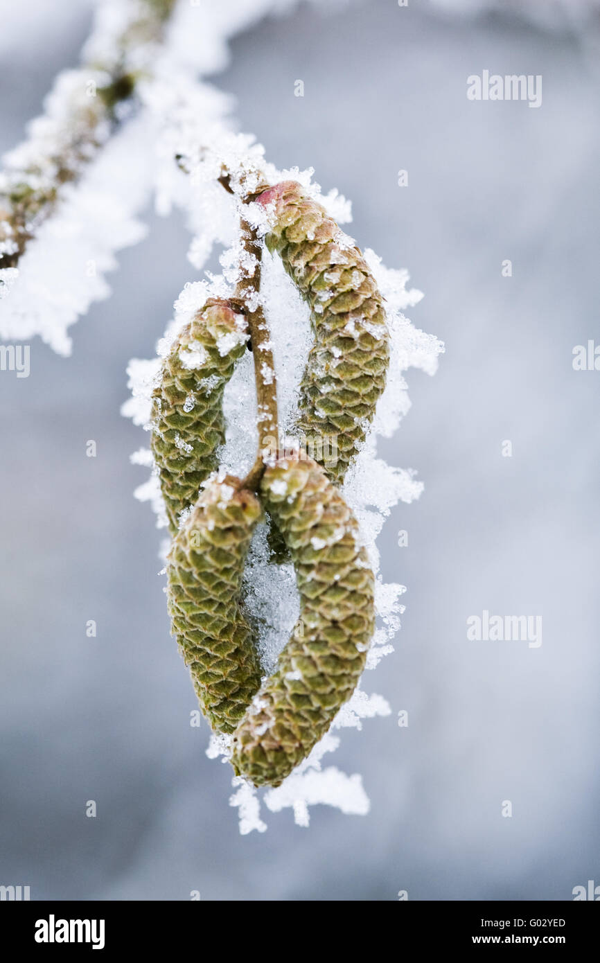 Alder tree fruit hi-res stock photography and images - Alamy