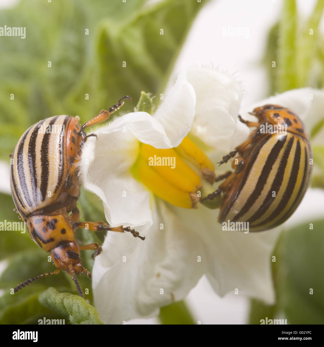potato beetle (Leptinotarsa decemlineata Stock Photo - Alamy