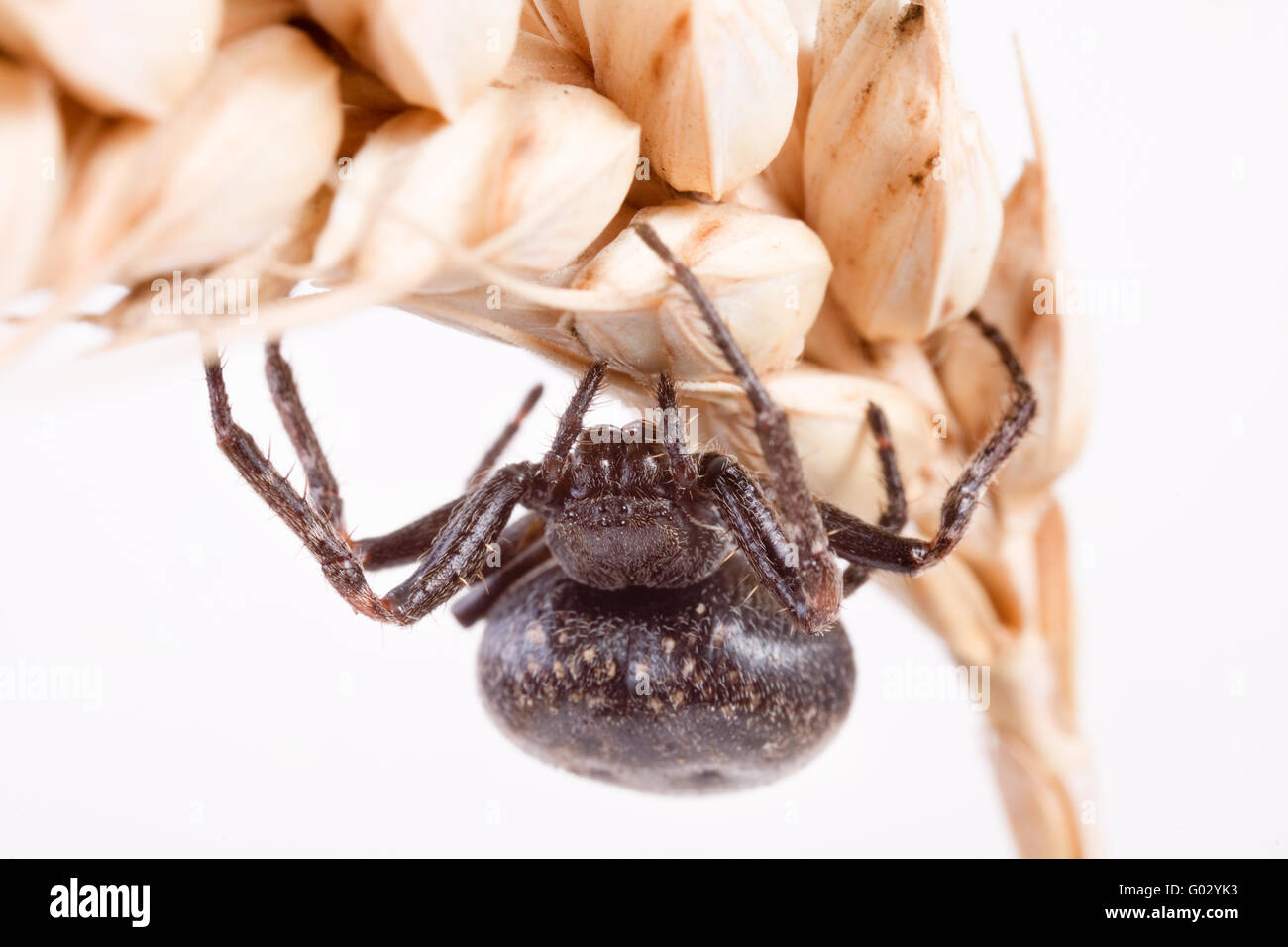 Walnut orb weaver spider (Nuctenea umbratica Stock Photo - Alamy