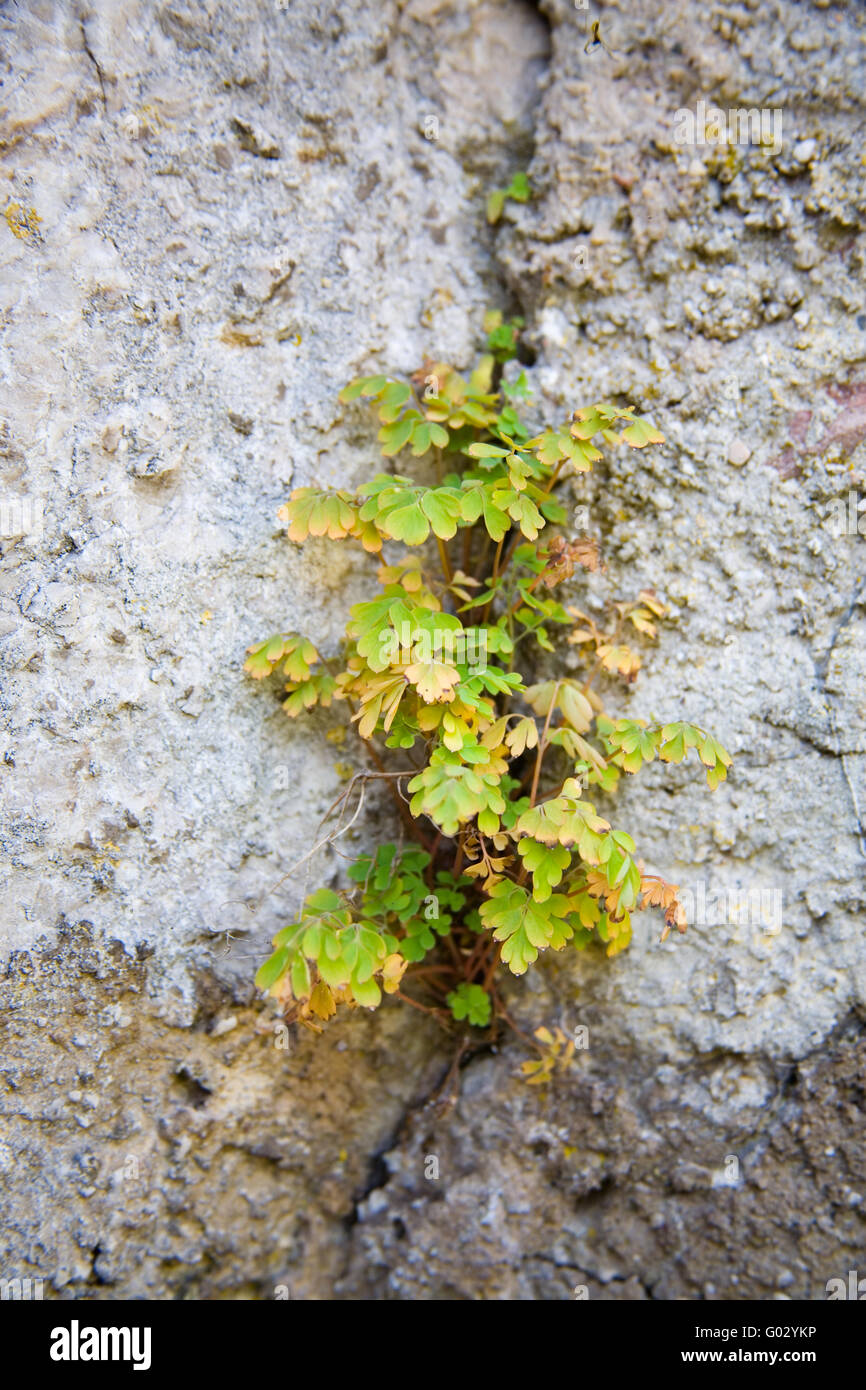 Riss in mauer hi-res stock photography and images - Alamy