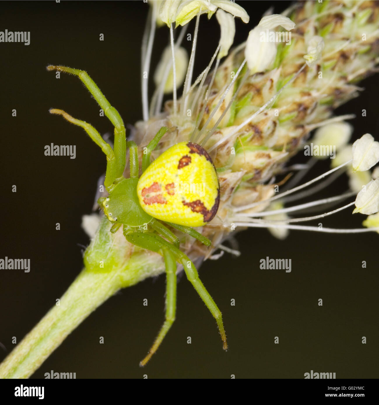 Flower spiders hi-res stock photography and images - Alamy