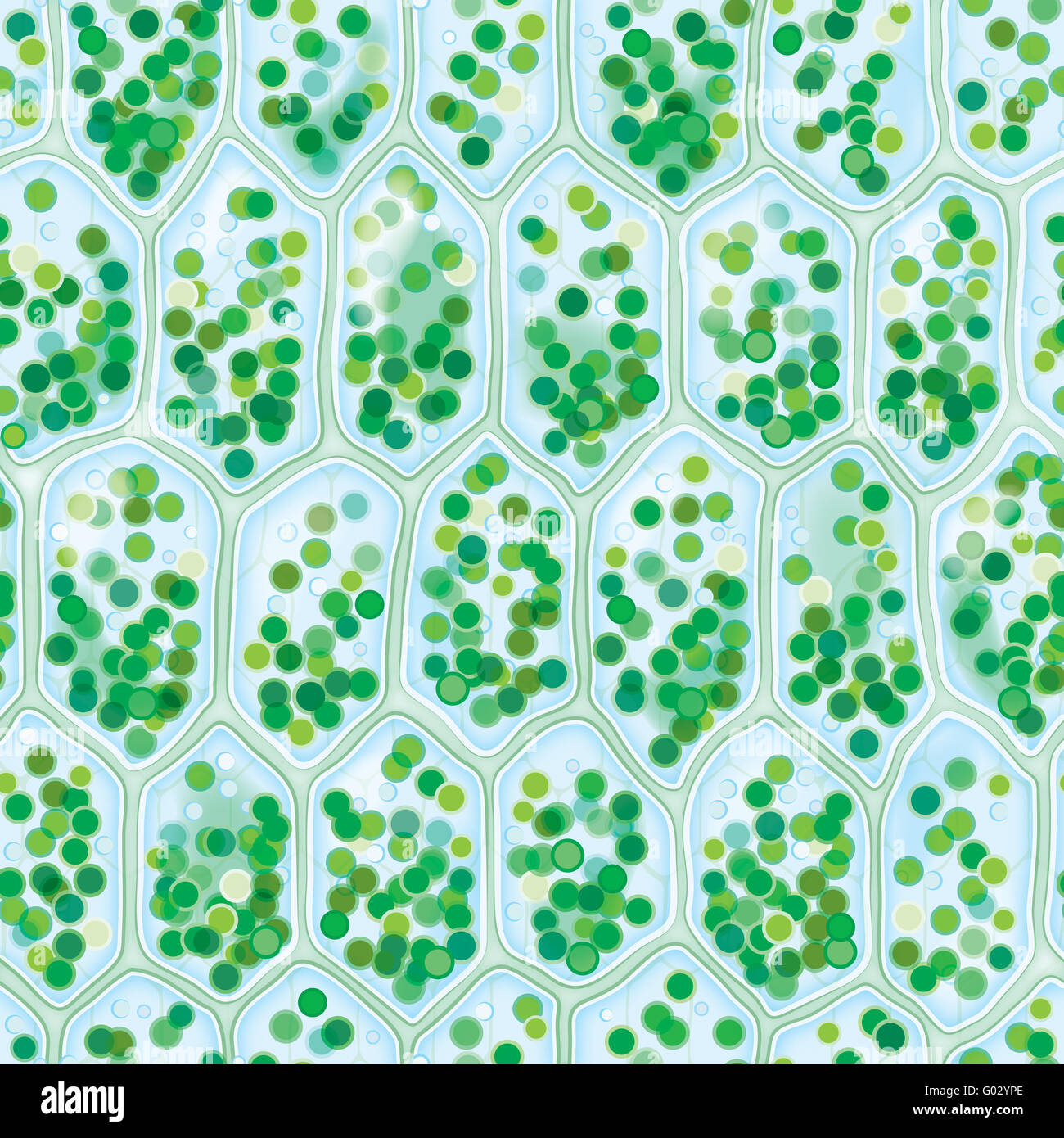 Chlorophyll Cells seamless pattern Stock Photo - Alamy