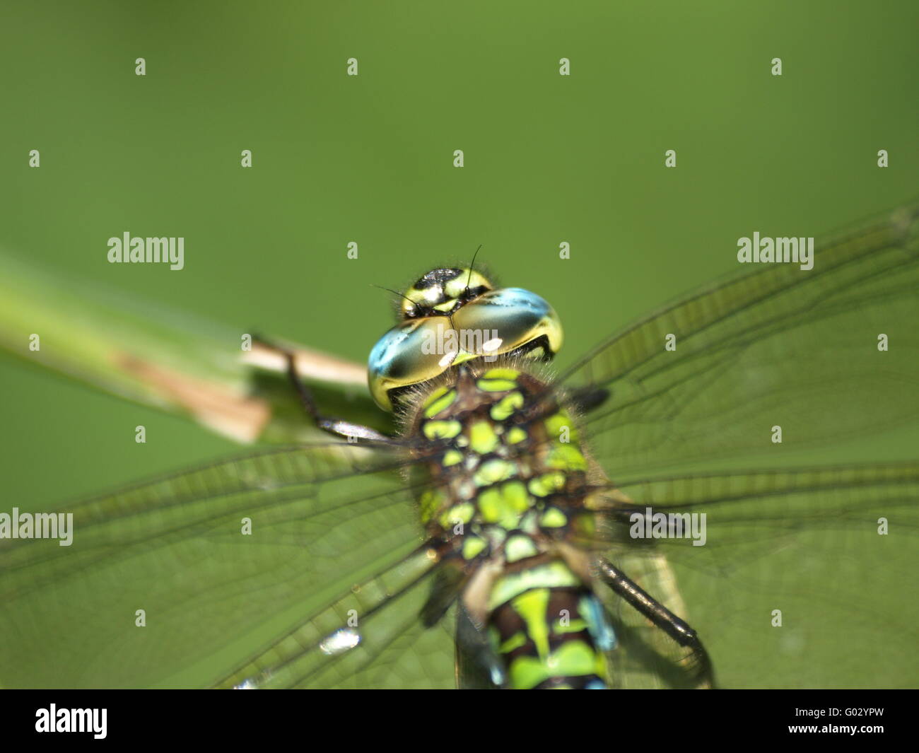 Hawker / Aeshna cyanea Stock Photo - Alamy