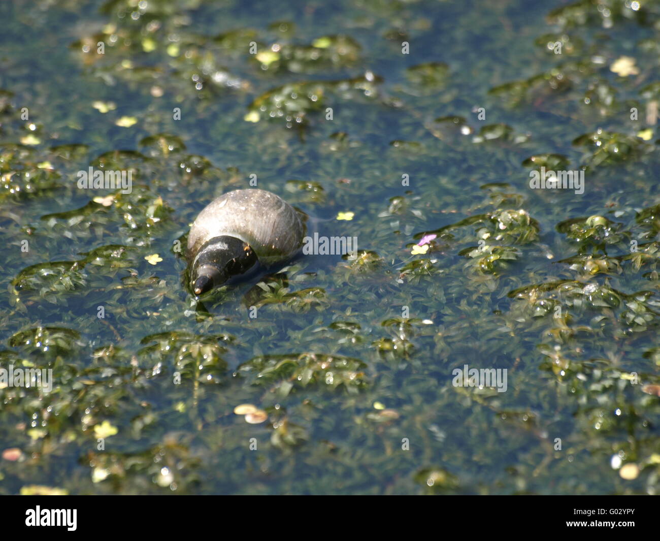 Pond snail hi-res stock photography and images - Alamy