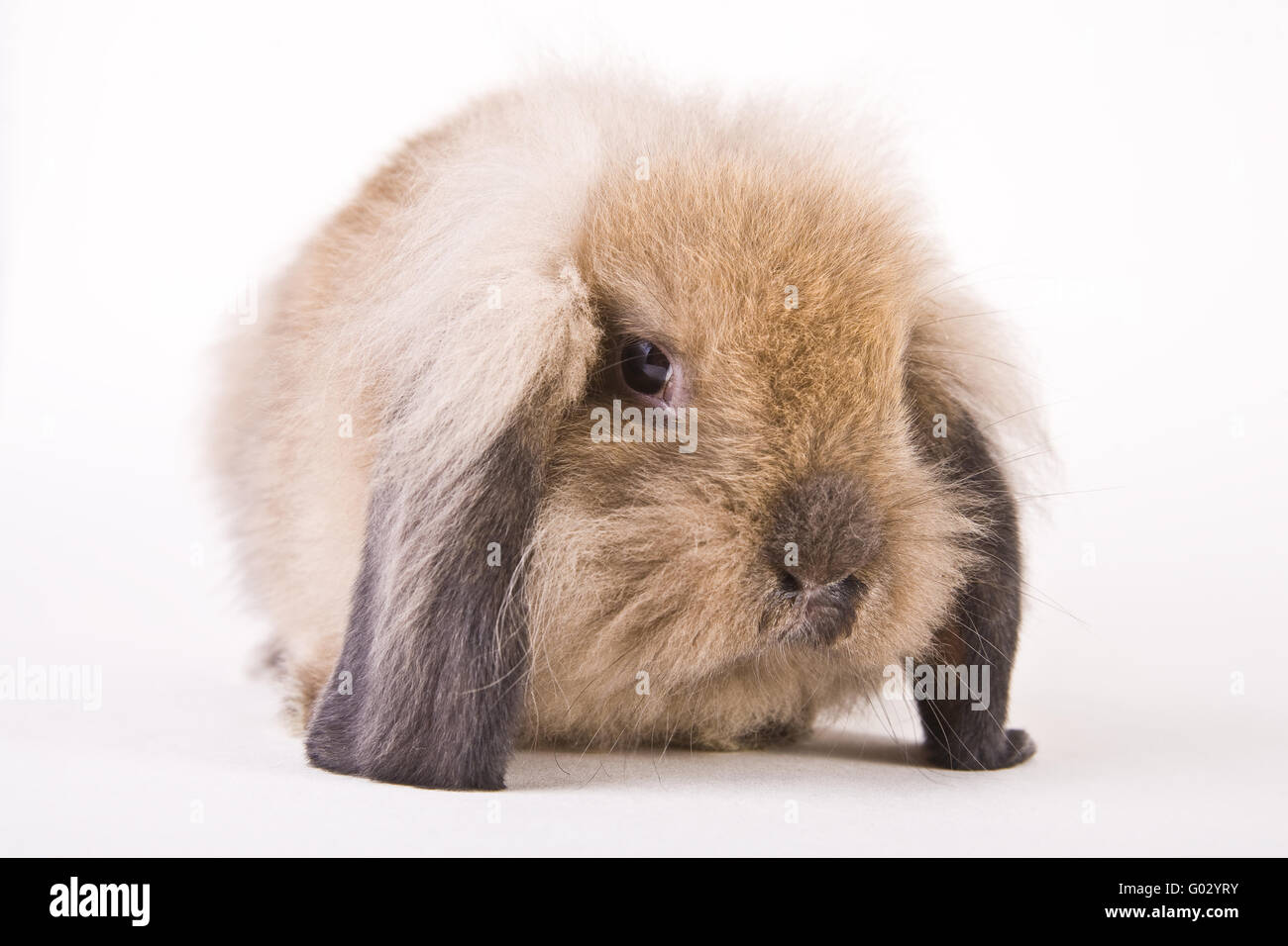 Lionhead Rabbits High Resolution Stock Photography and Images - Alamy