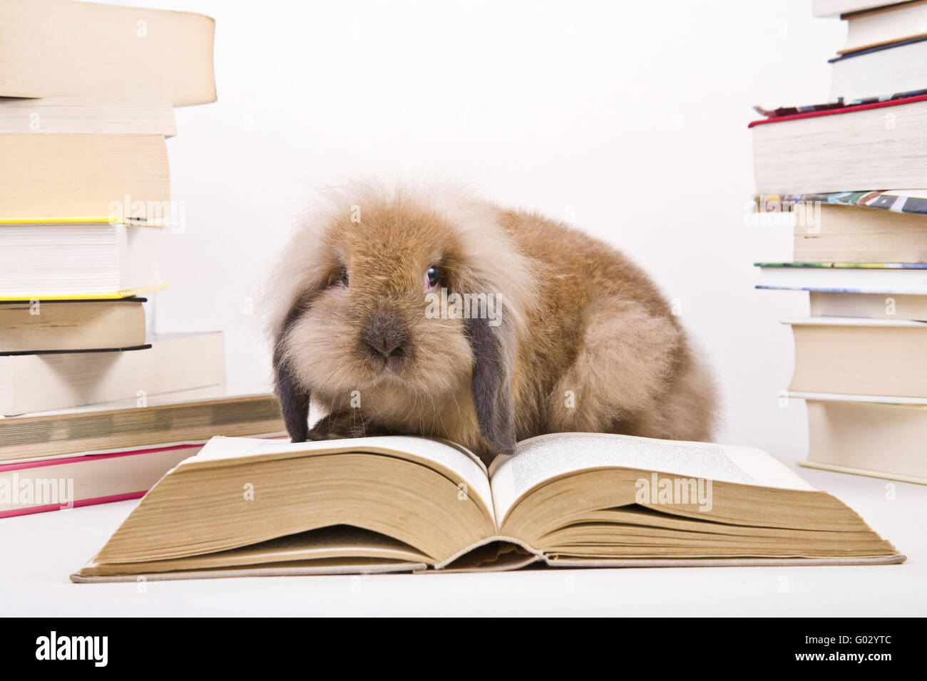 hare with books Stock Photo - Alamy