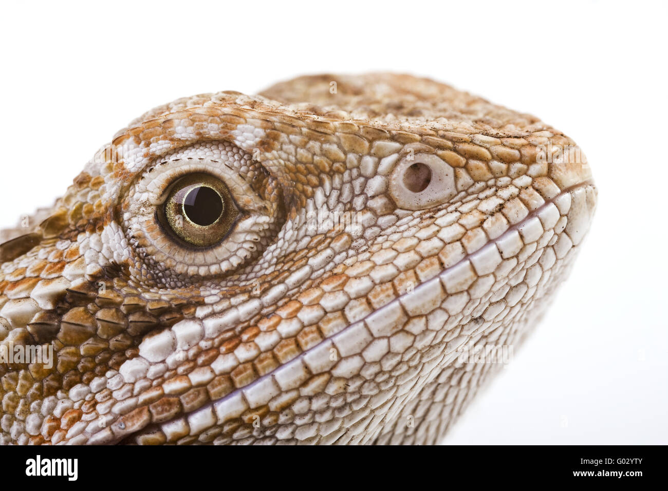 Bearded Dragon (Pogona vitticeps Stock Photo - Alamy
