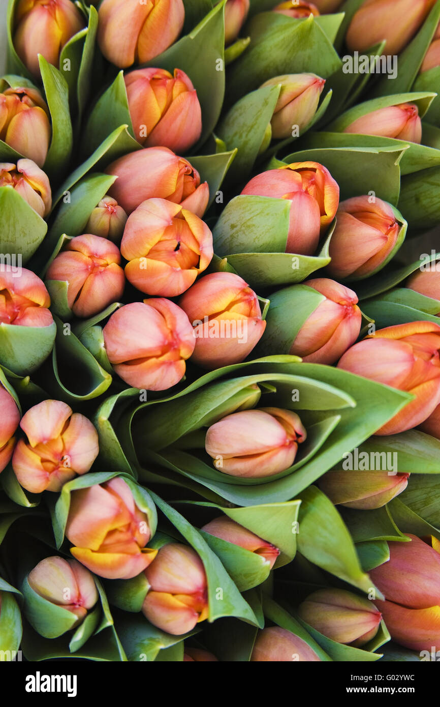 Tulip structure hi-res stock photography and images - Alamy