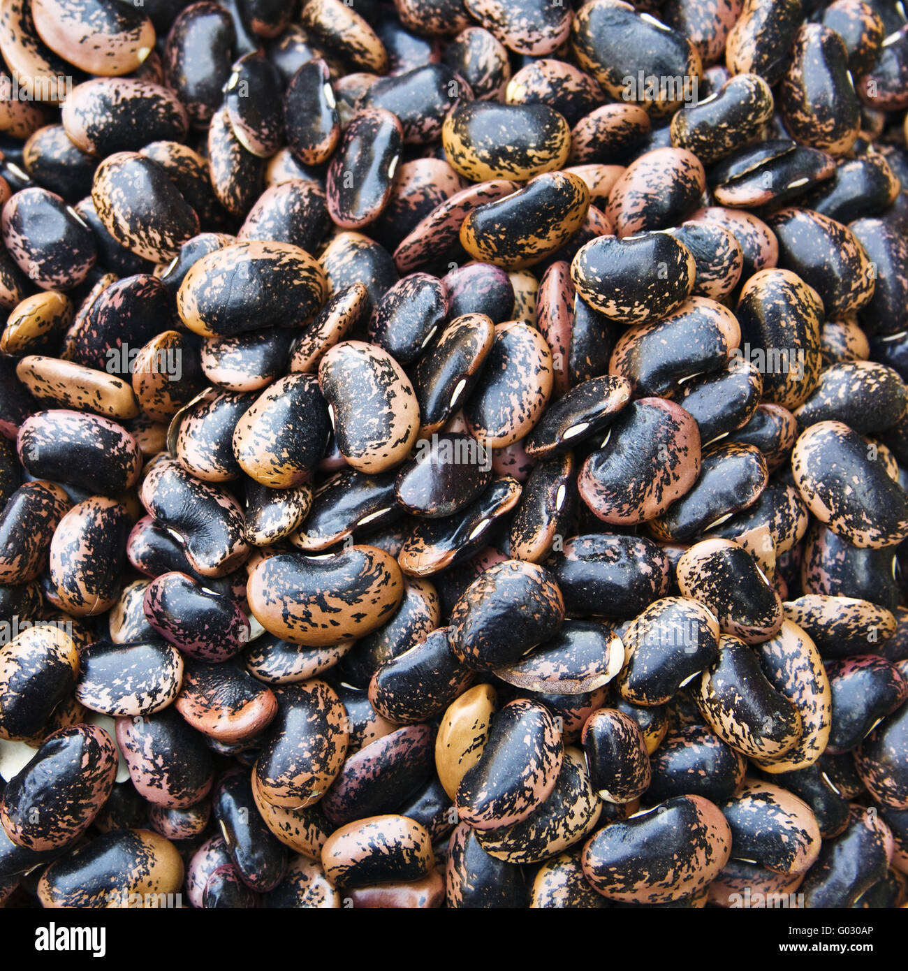 fire beans (Phaseolus coccineus Stock Photo - Alamy
