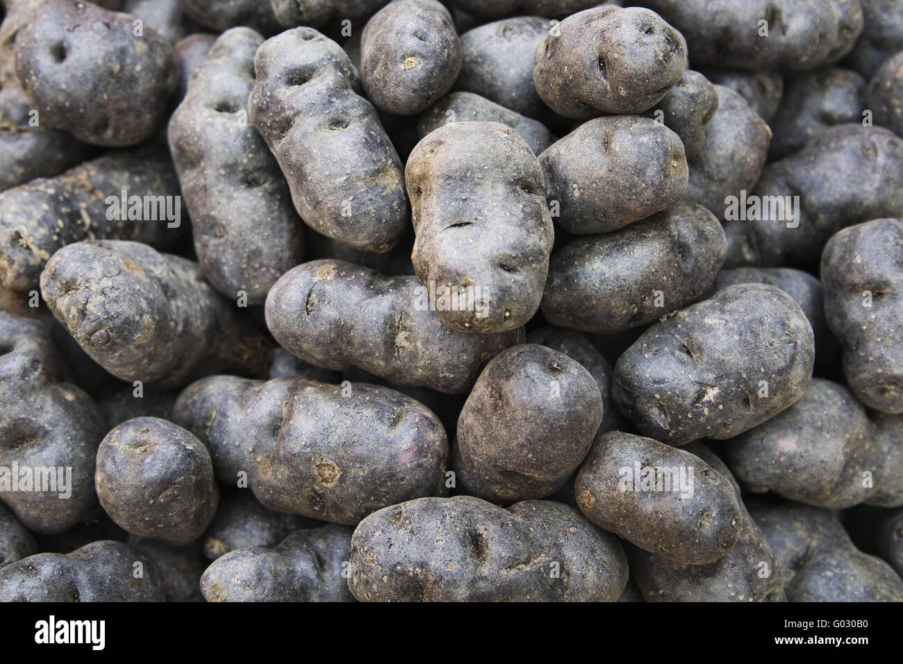 Blaue kartoffel hi-res stock photography and images - Alamy