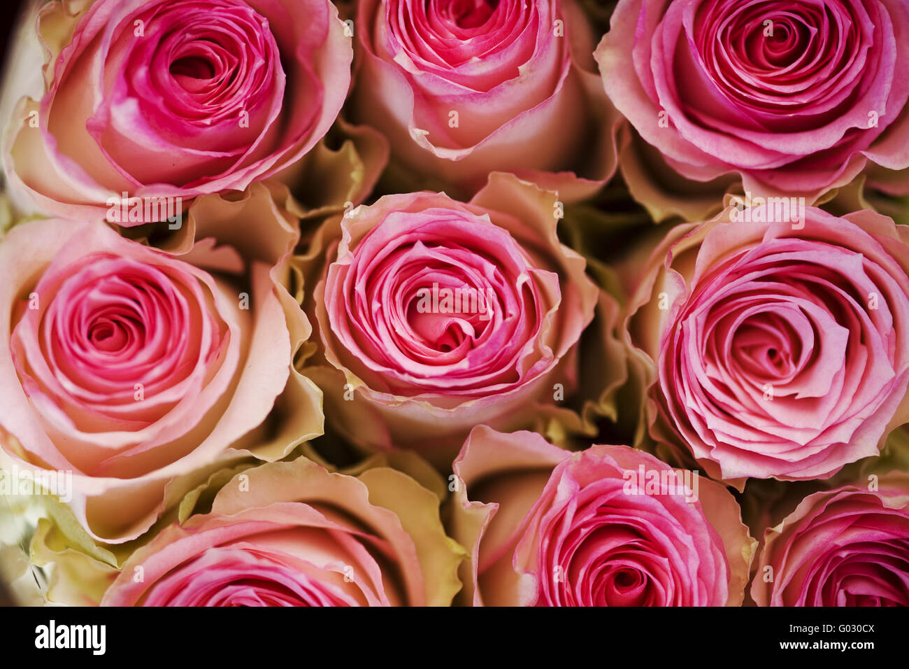 Botanical roses hi-res stock photography and images - Alamy