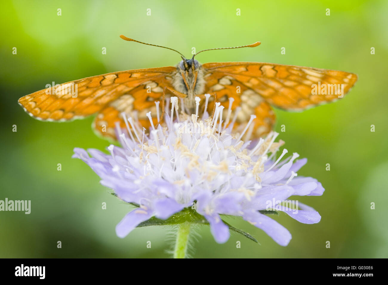 Scarce fritillary hi-res stock photography and images - Alamy