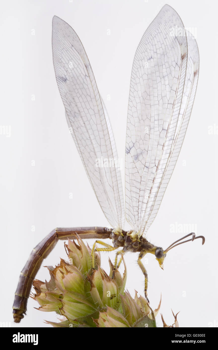 adult antlion (Euroleon nostras Stock Photo - Alamy