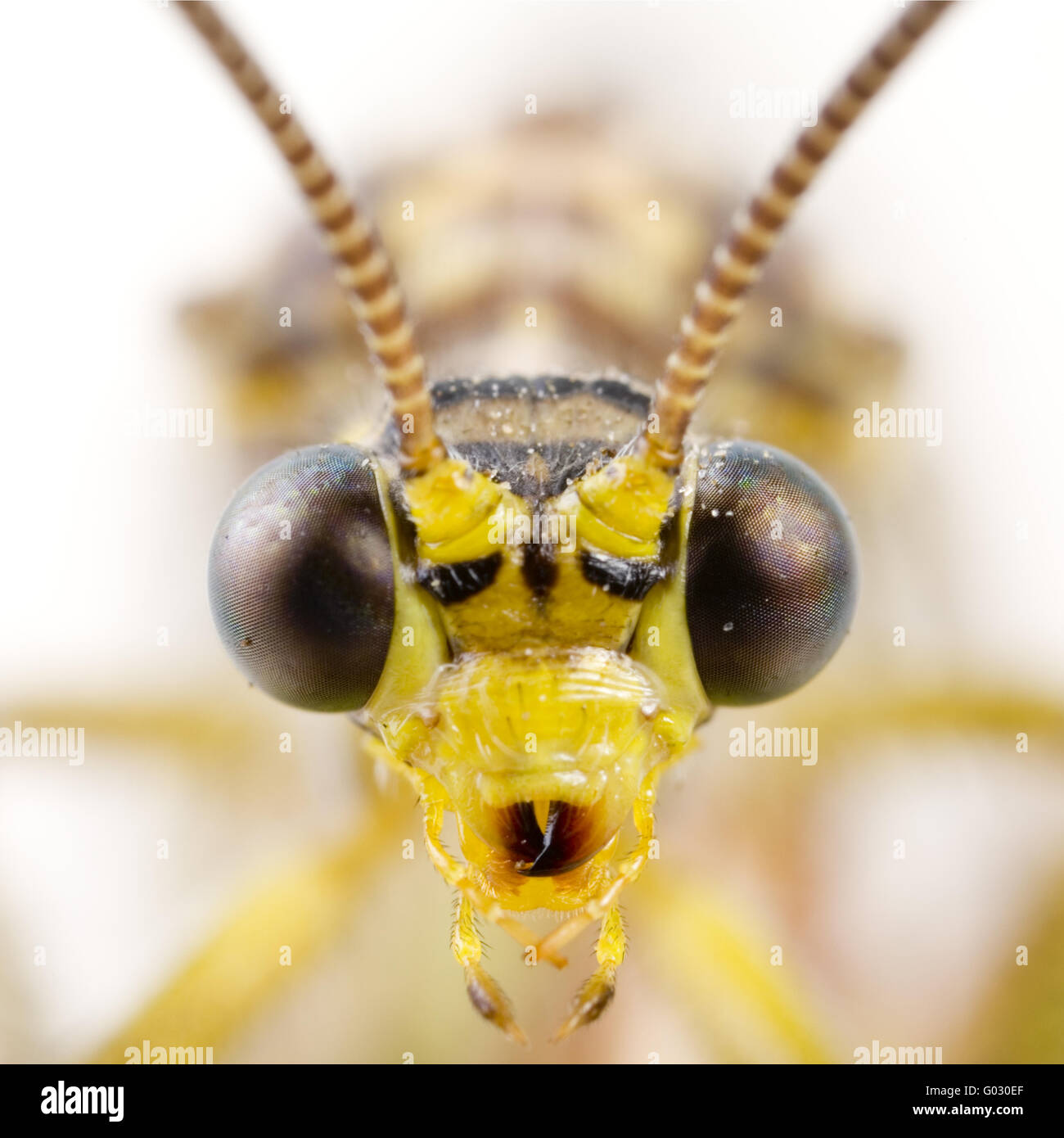 Euroleon hi-res stock photography and images - Alamy