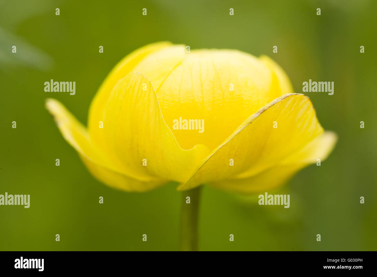 Trollius europeaus hi-res stock photography and images - Alamy