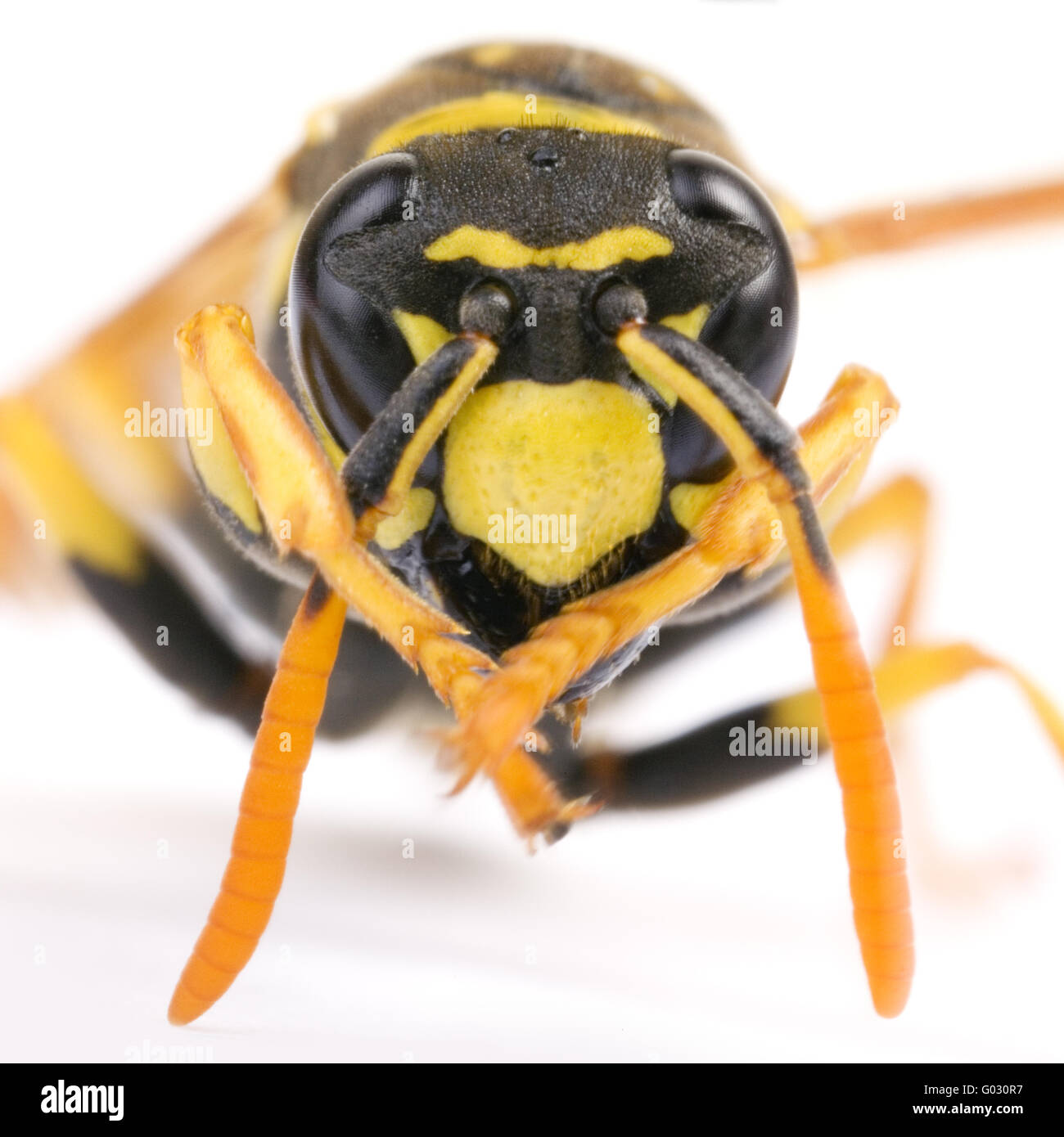 Yellow paper wasp hi-res stock photography and images - Alamy