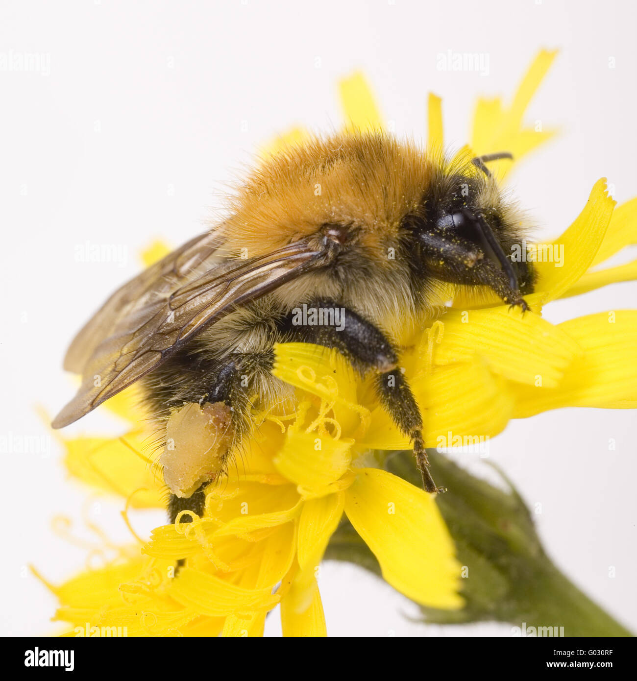 Common carder bees hi-res stock photography and images - Alamy