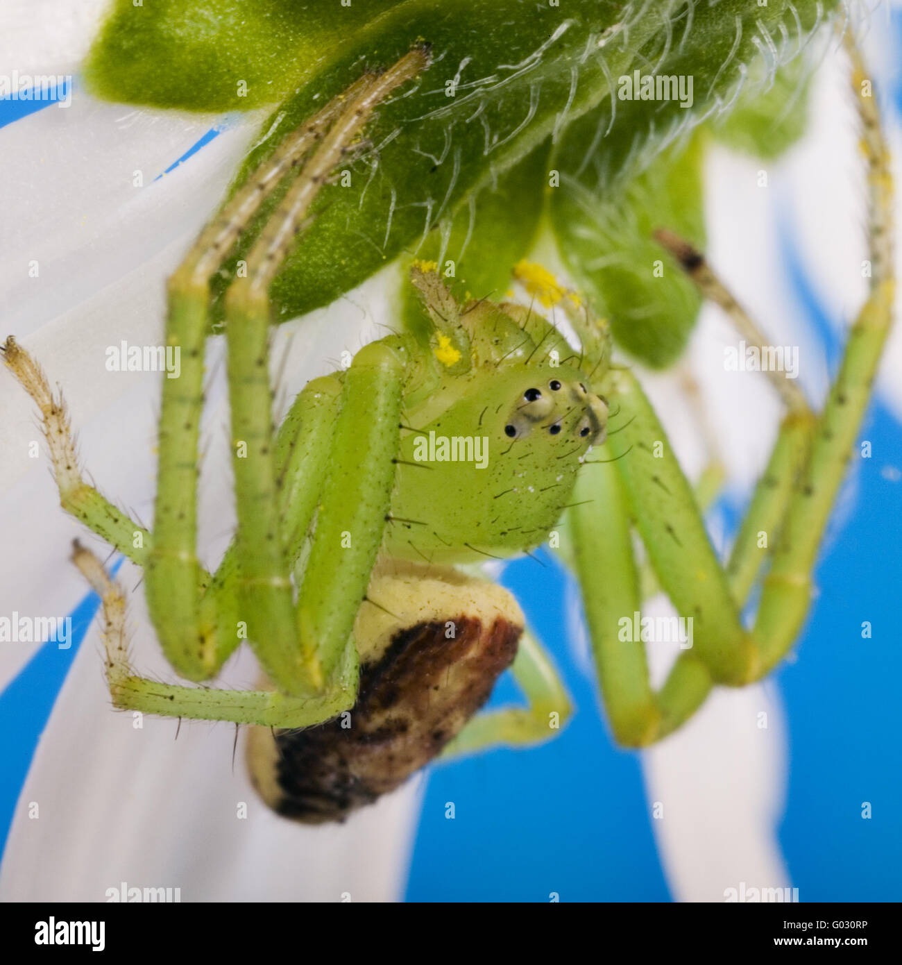 Green Crab Spider (Diaea dorsata Stock Photo - Alamy