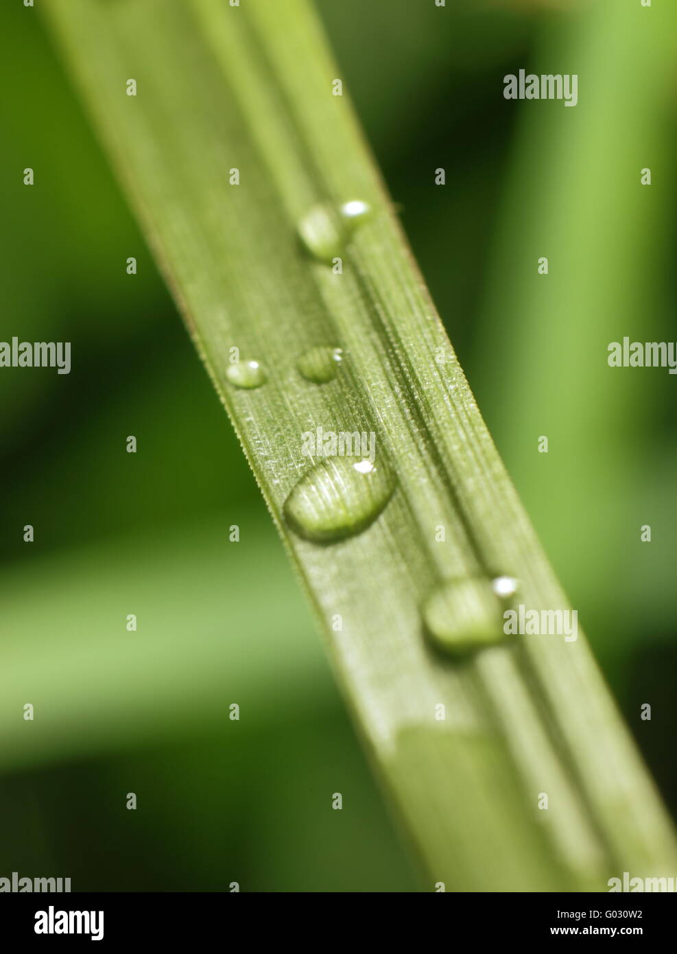 Wassertropfen makro hi-res stock photography and images - Alamy