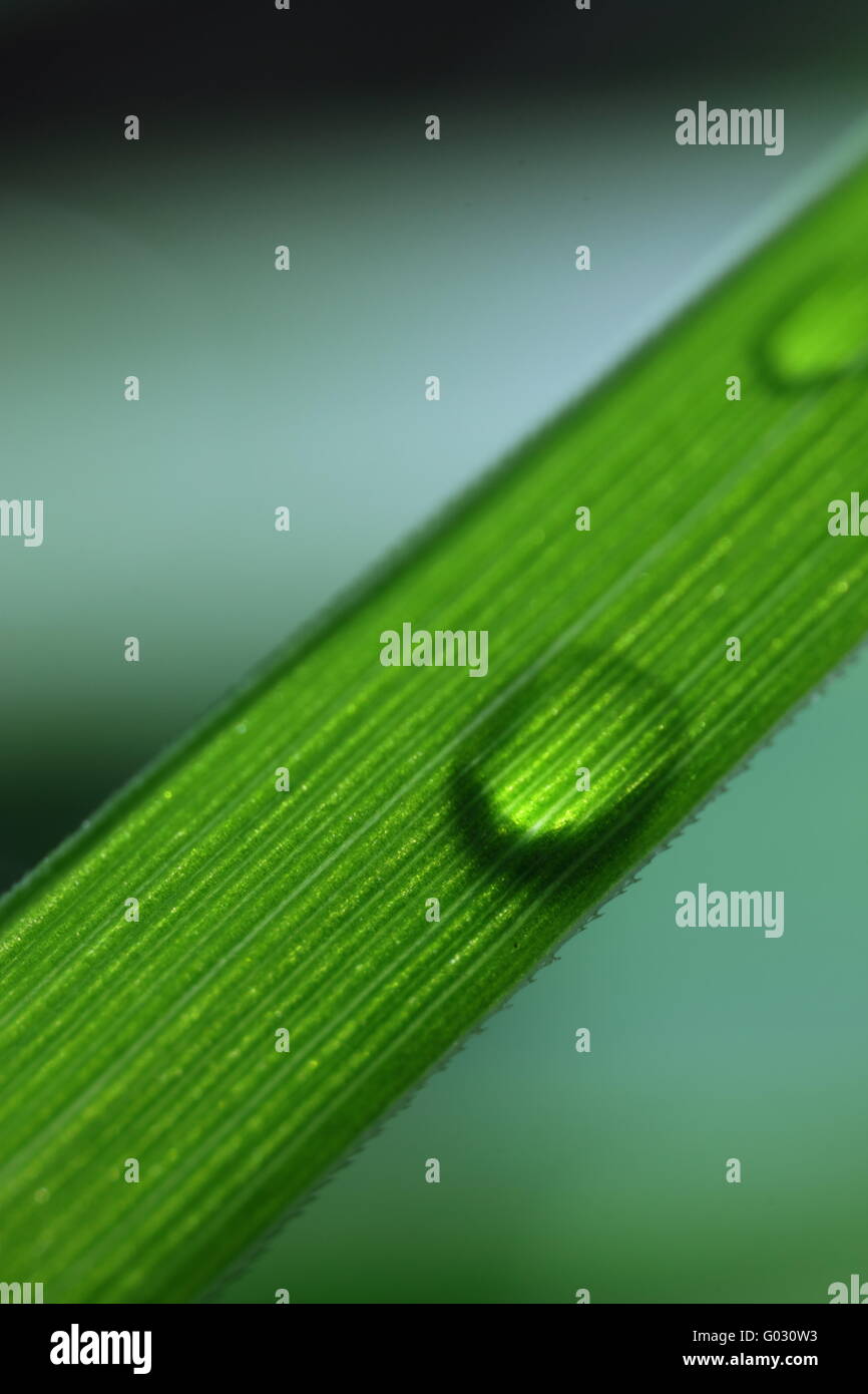 Hochformat watertrops drops hi-res stock photography and images - Alamy