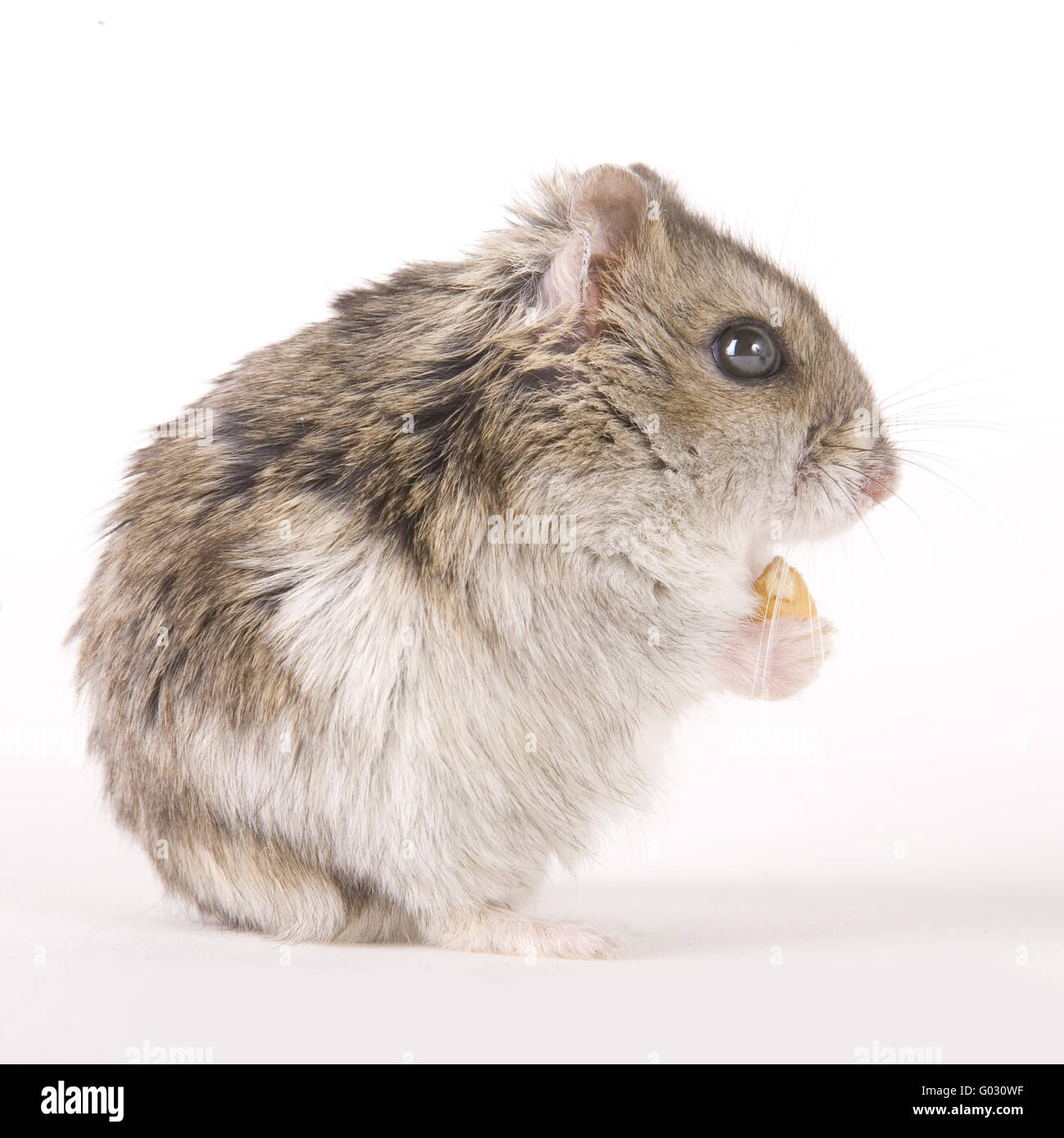 Golden hamster ingestion of food Stock Photo - Alamy