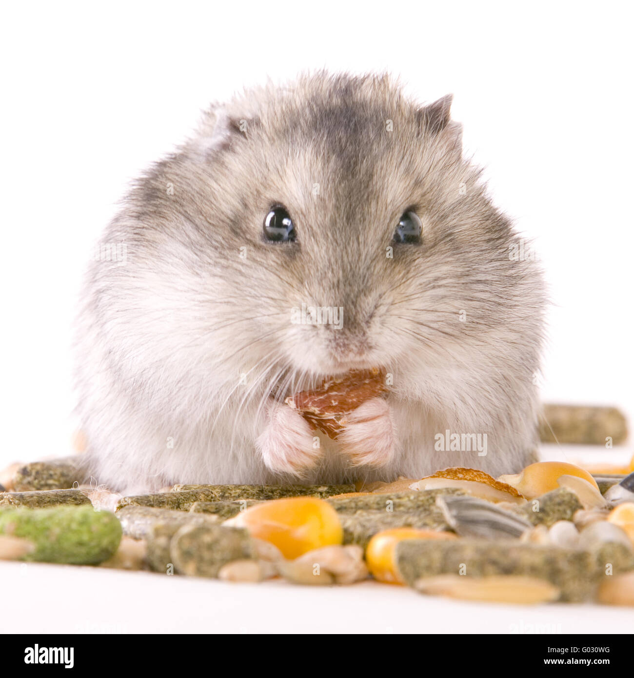 Golden hamster ingestion of food Stock Photo - Alamy
