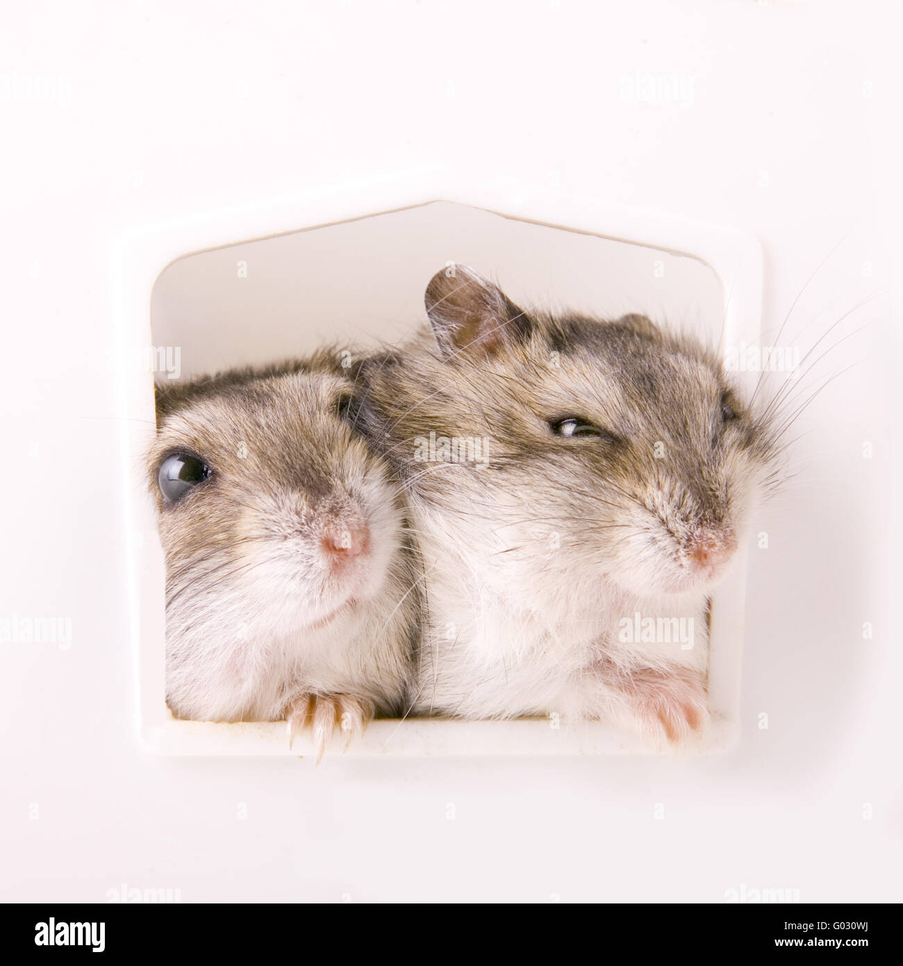 Animals hamster hi-res stock photography and images - Alamy